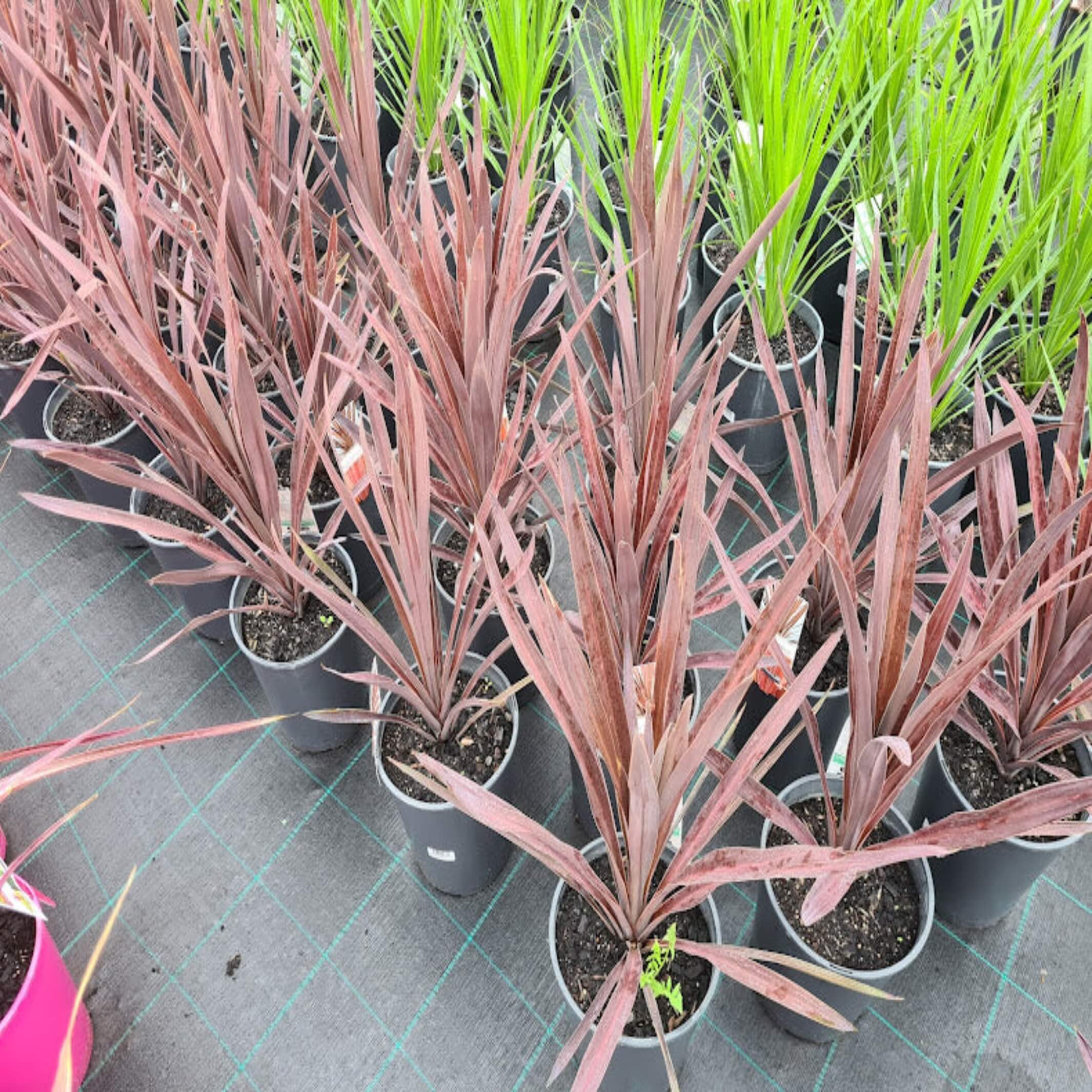 Cordyline australis 'Red Sensation' - I Red Cabbage Tree – The ...