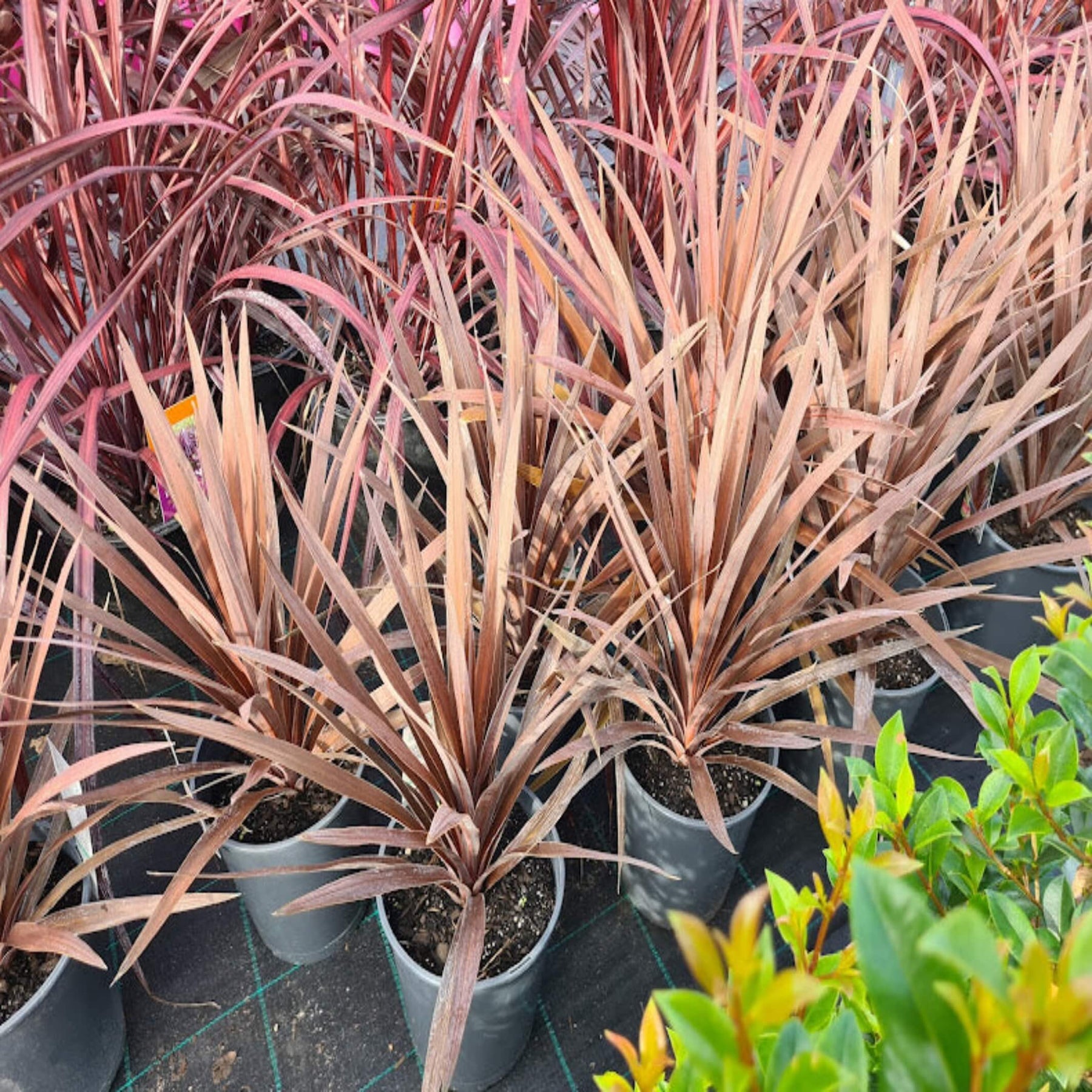 Cordyline australis 'Red Star' - I Cabbage Tree – The Australian Plant Shop