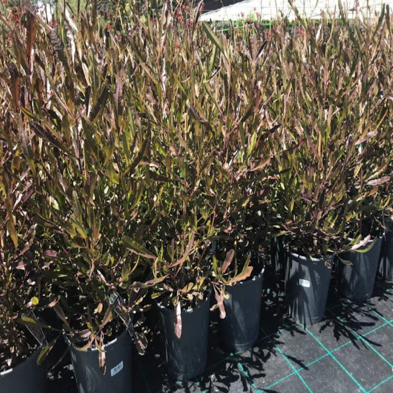 Buy Dodonaea viscosa ‘Purpurea’ (Hop Bush) Online