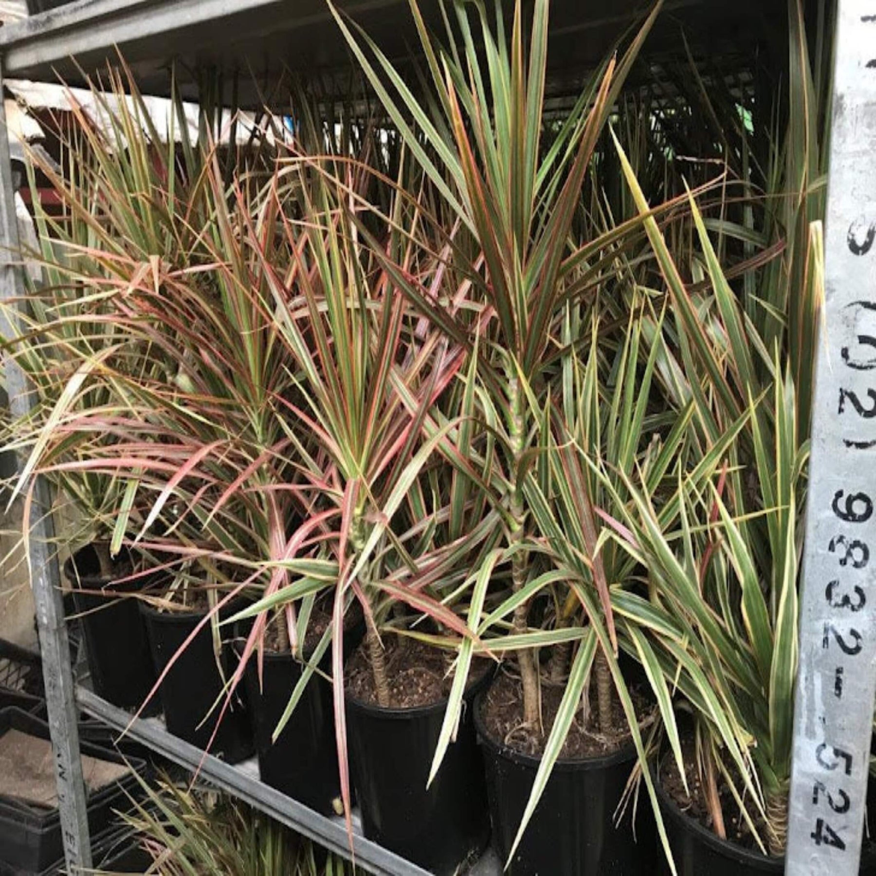 Dracaena marginata 'Tricolor' -Tricolour Dragon Tree – The Australian ...