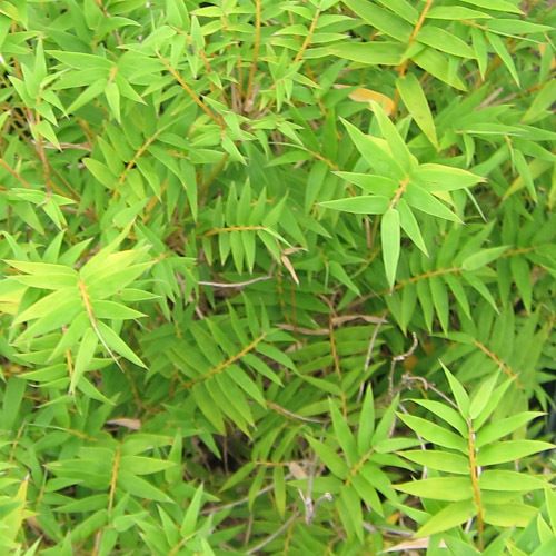 Bambusa multiplex 'Fernleaf' (Chinese Dwarf Bamboo) – The Australian ...