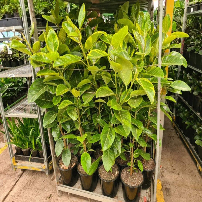 Ficus altissima 'Yellow Gem' (Lofty Fig) - I The Australian Plant Shop
