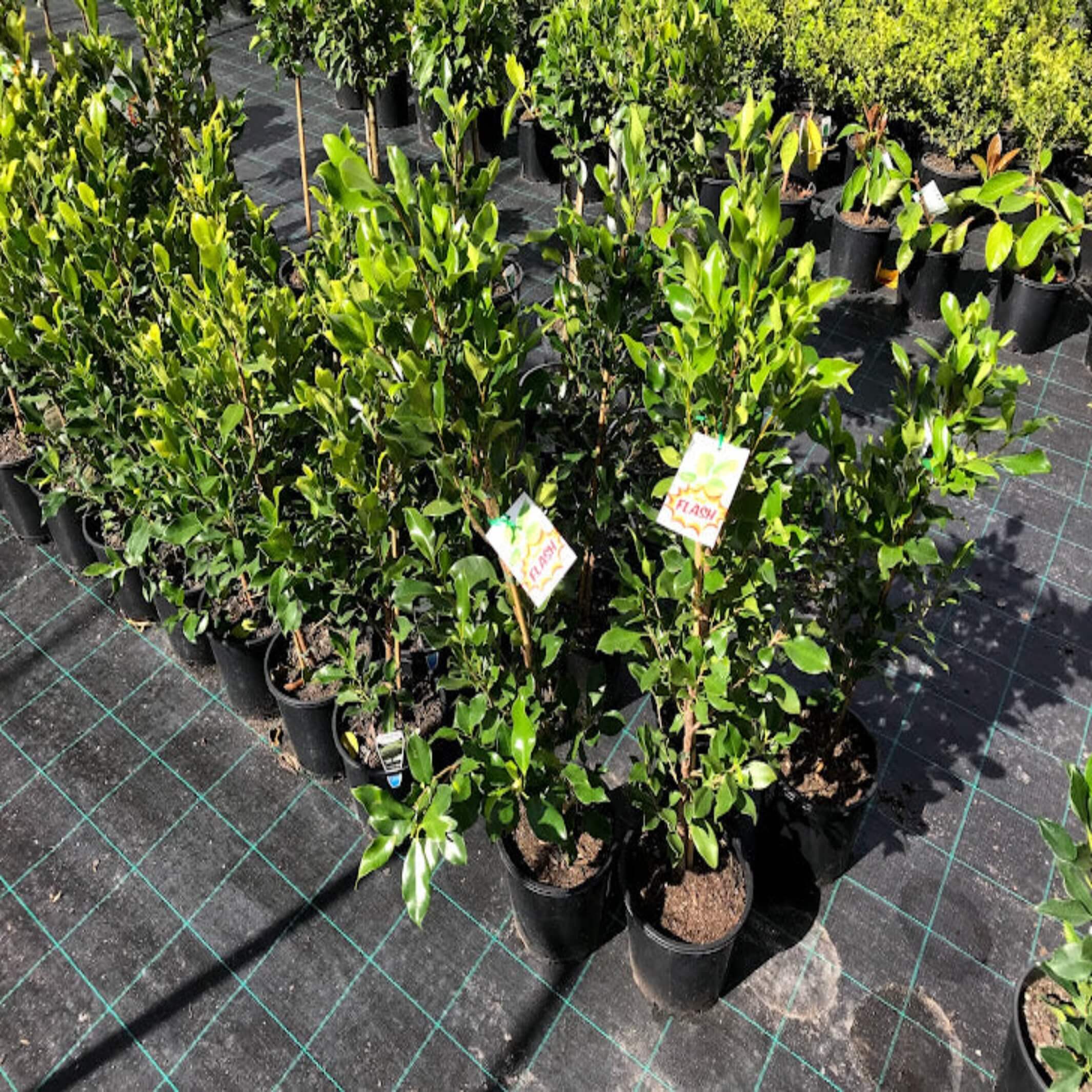Ficus microcarpa 'Flash' (Hills Fig) I The Australian Plant Shop