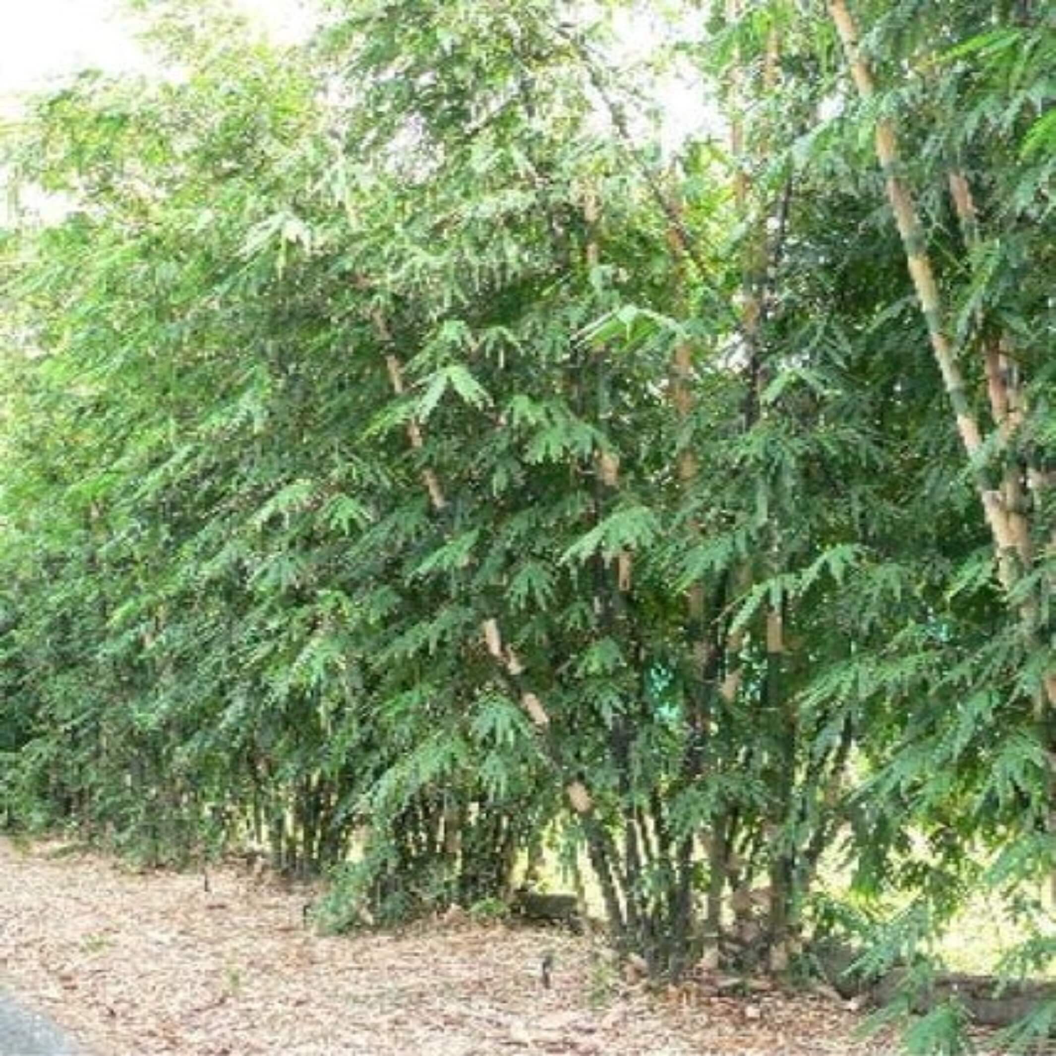 Gigantochloa atroviolacea - I Java Black Bamboo – The Australian Plant Shop