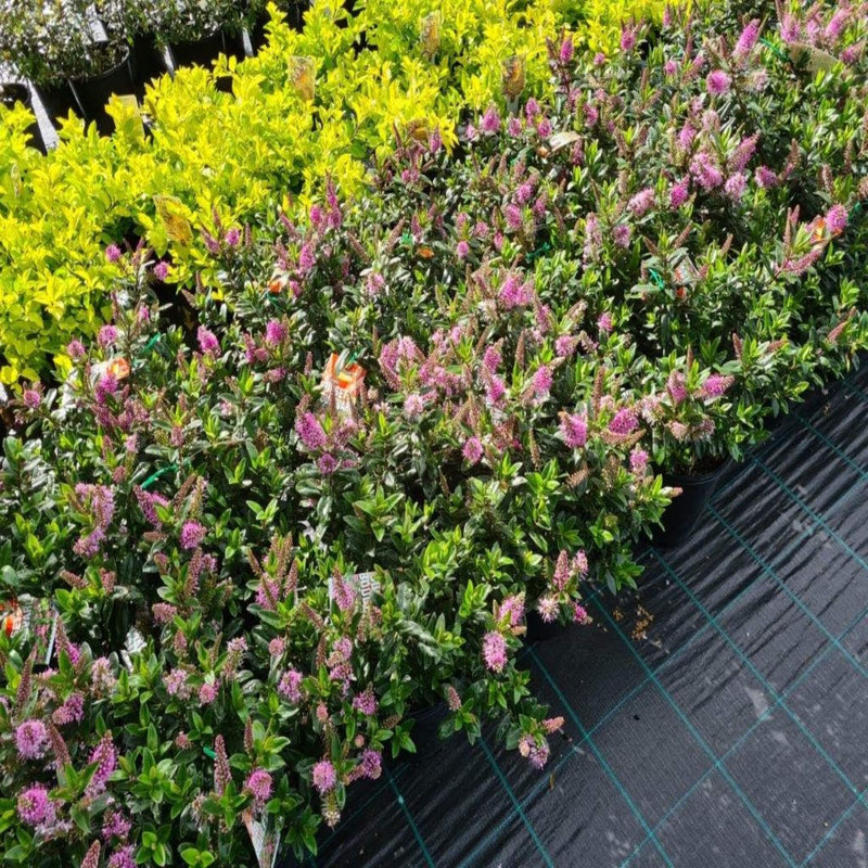 Hebe 'Sunset Boulevard' - I The Australian Plant Shop