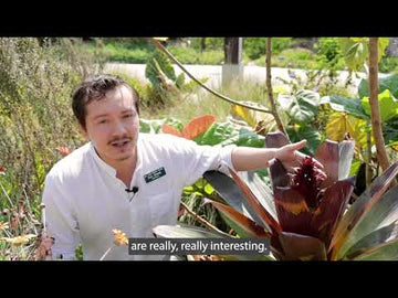 Alcantarea imperialis 'Rubra' (Giant Bromeliad) I Order Online – The ...