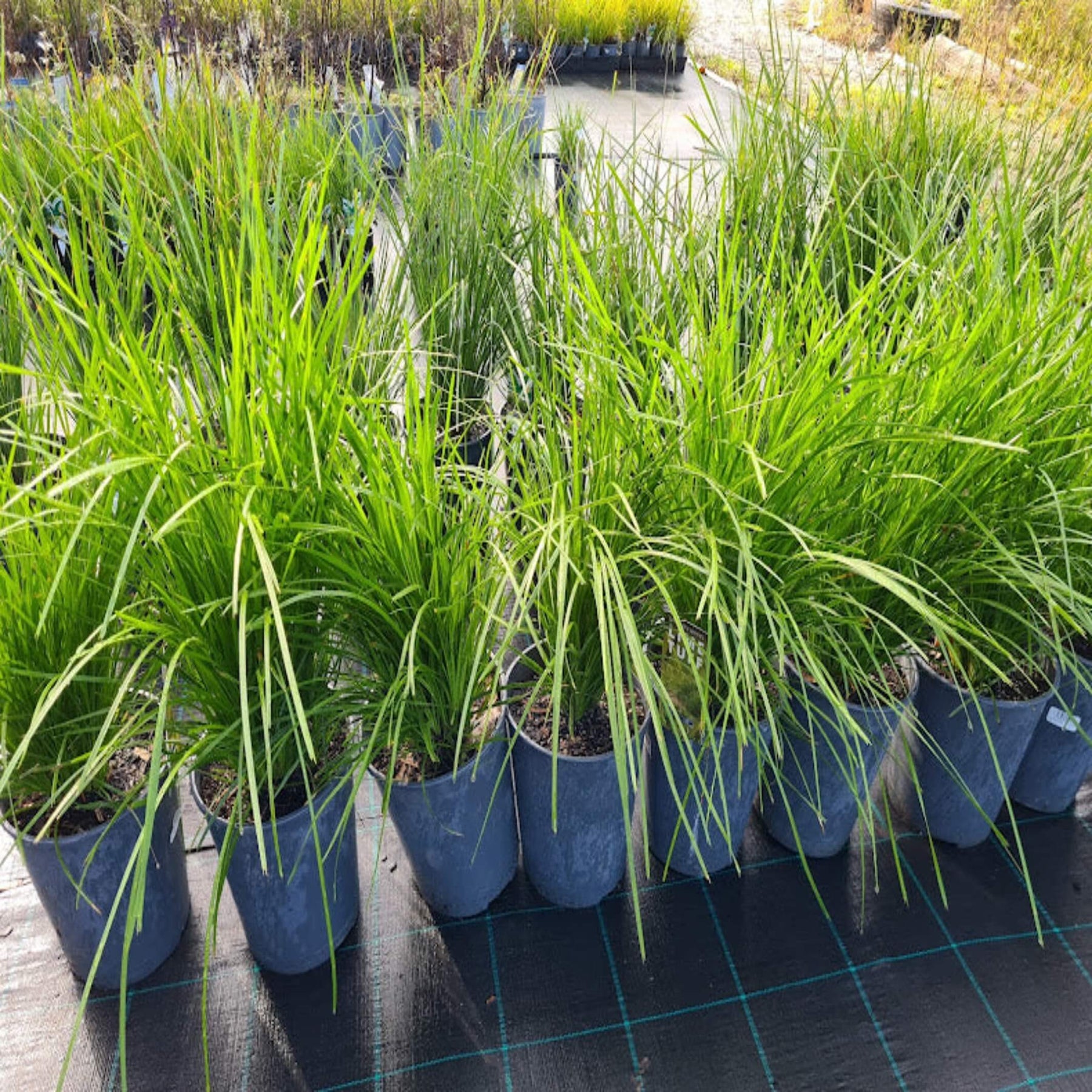Lomandra 'Lime Tuff' - I Mat Rush – The Australian Plant Shop