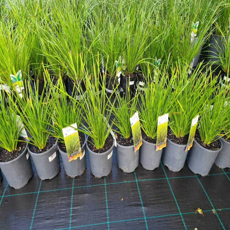 Lomandra 'Lime Tuff' - I Mat Rush