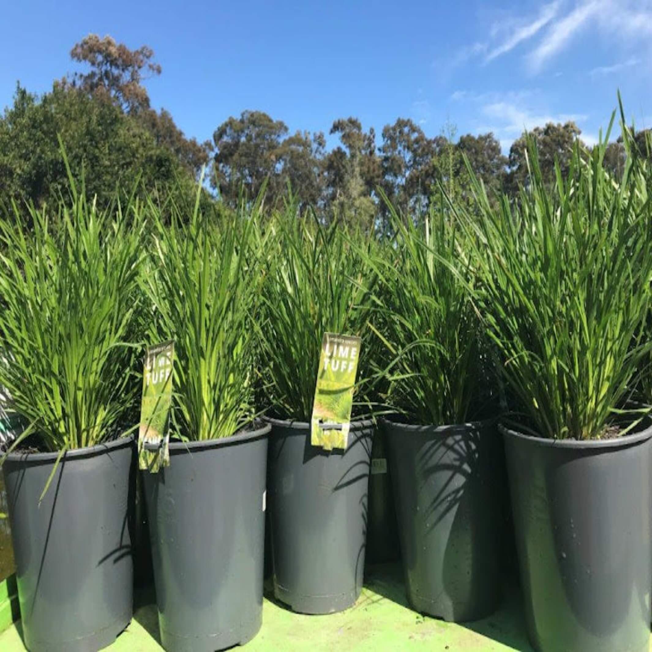 Lomandra 'Lime Tuff' - I Mat Rush – The Australian Plant Shop