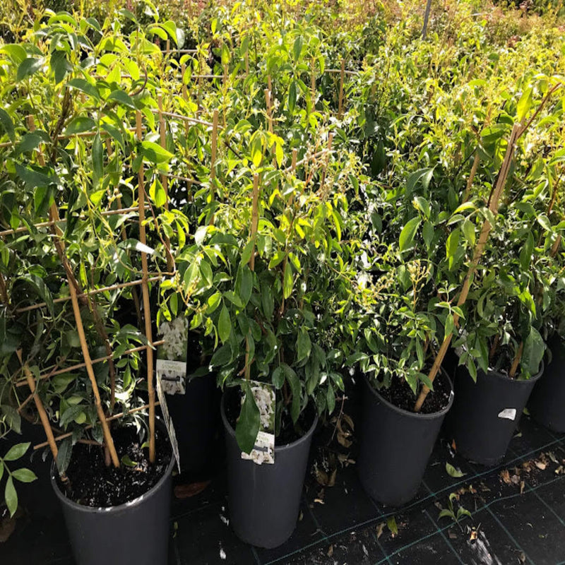 Pandorea pandorana 'snowbells' - I Wonga Wonga Vine