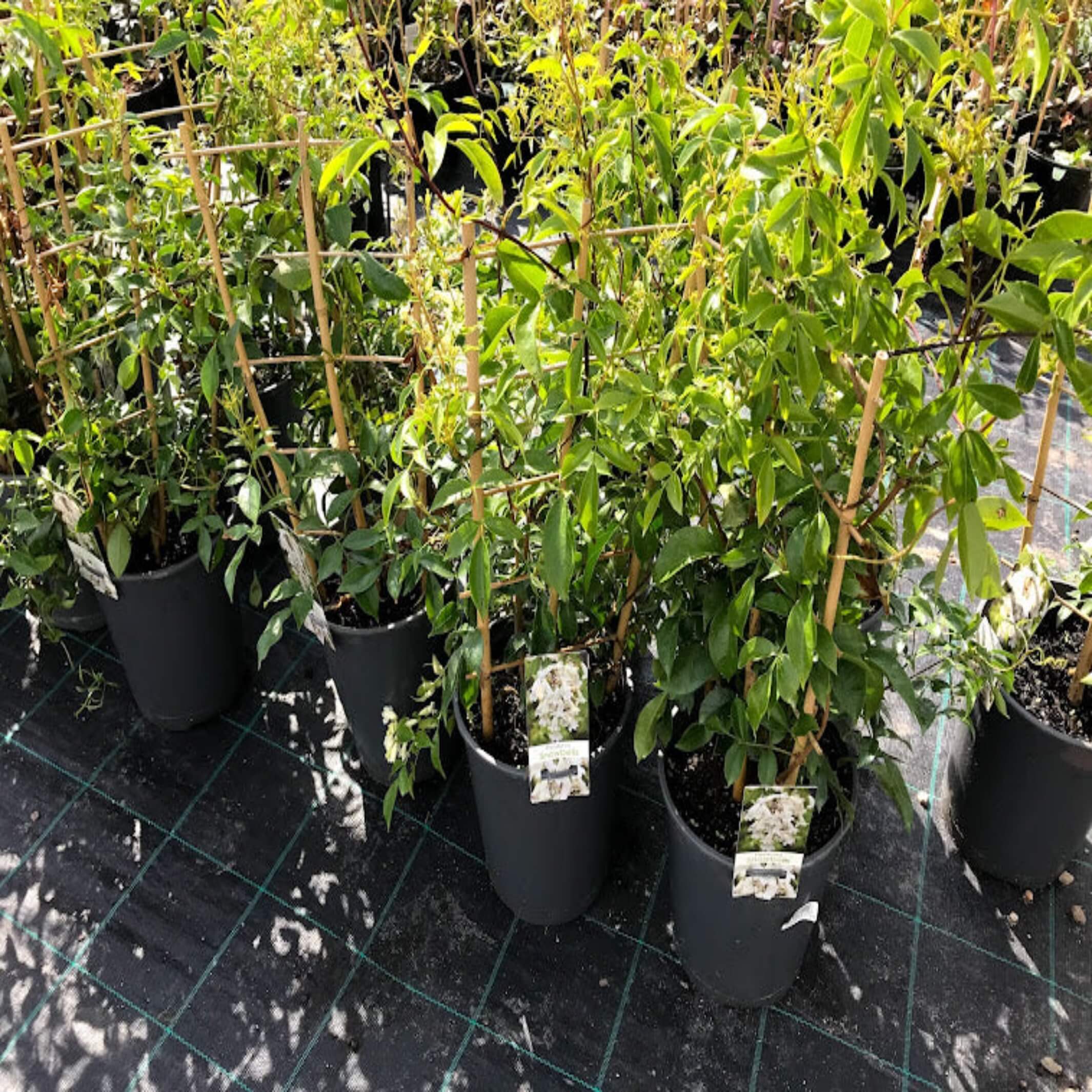 Pandorea pandorana 'snowbells' - I Wonga Wonga Vine – The Australian ...