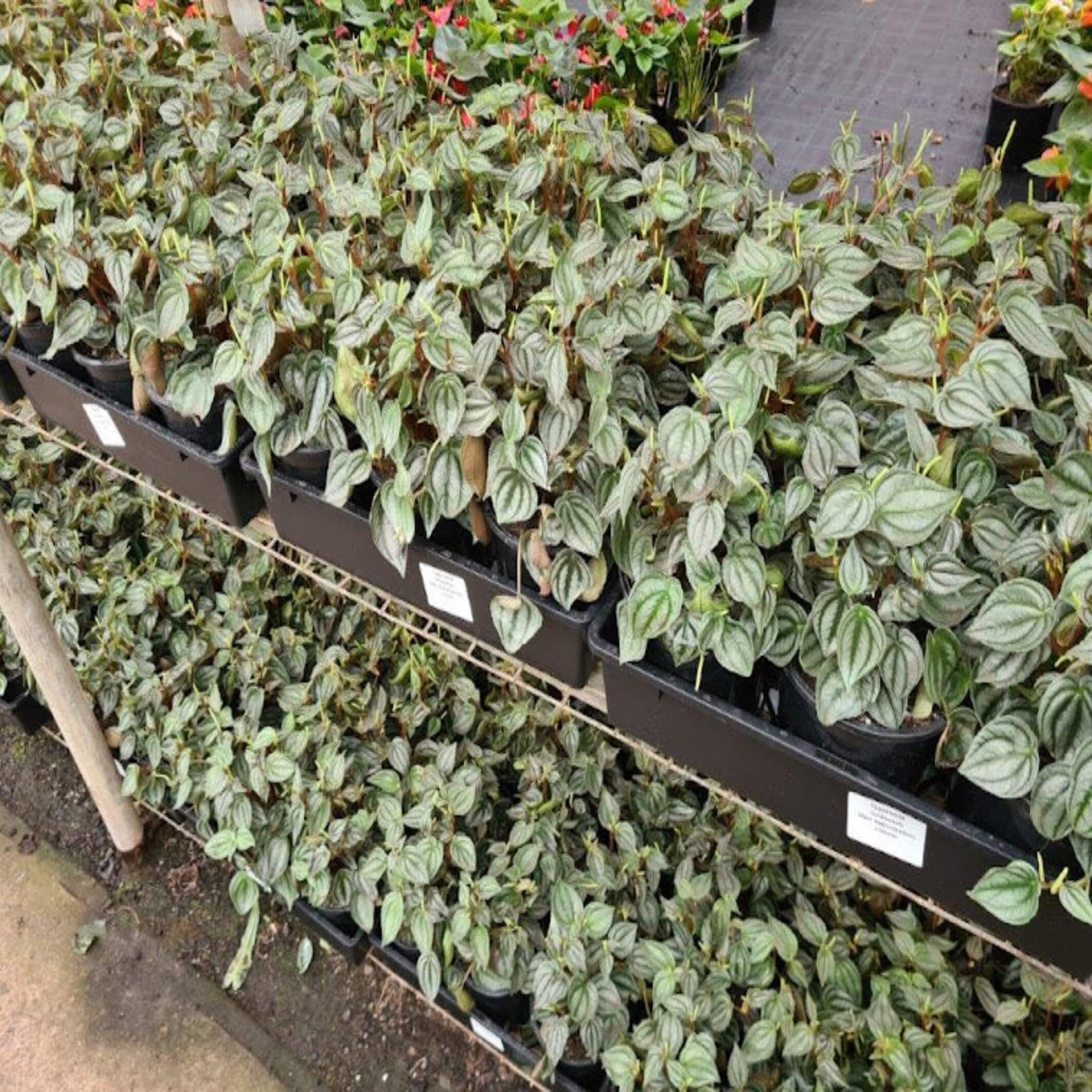 Peperomia turboensis - I Red Watermelon Peperomia – The Australian ...