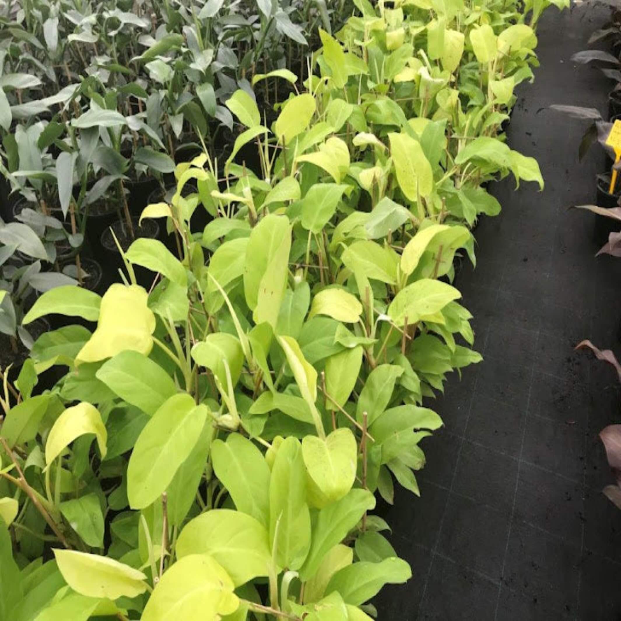 Philodendron 'Ceylon Beauty' - I The Australian Plant Shop