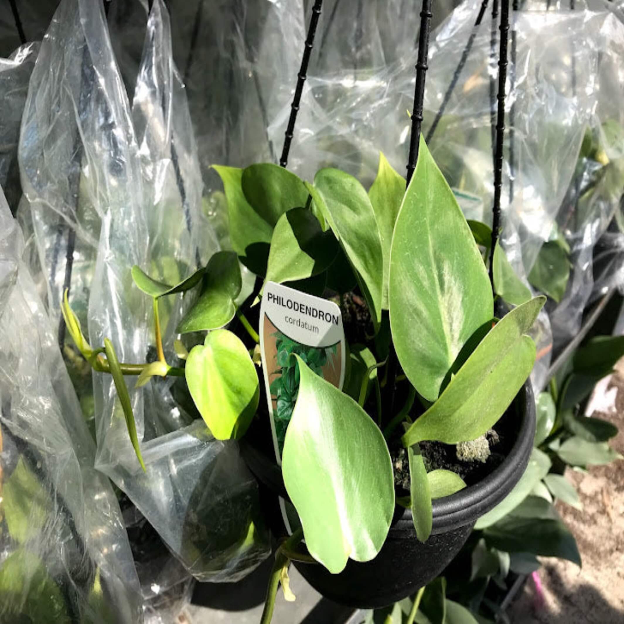 Philodendron cordatum - I Heartleaf Philodendron – The Australian Plant ...