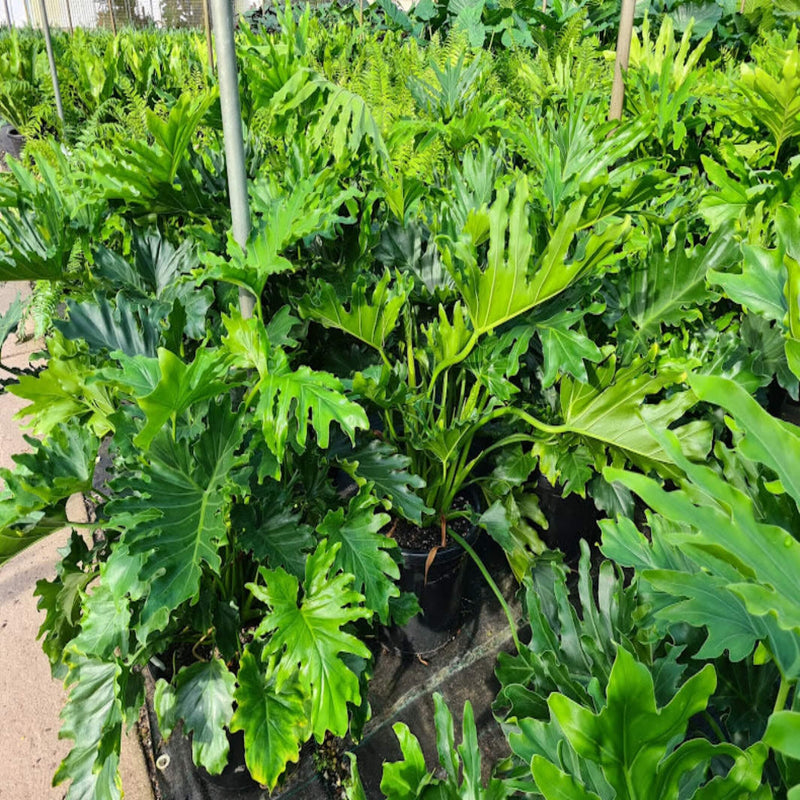 Philodendron 'Hope'- The Australian Plant Shop