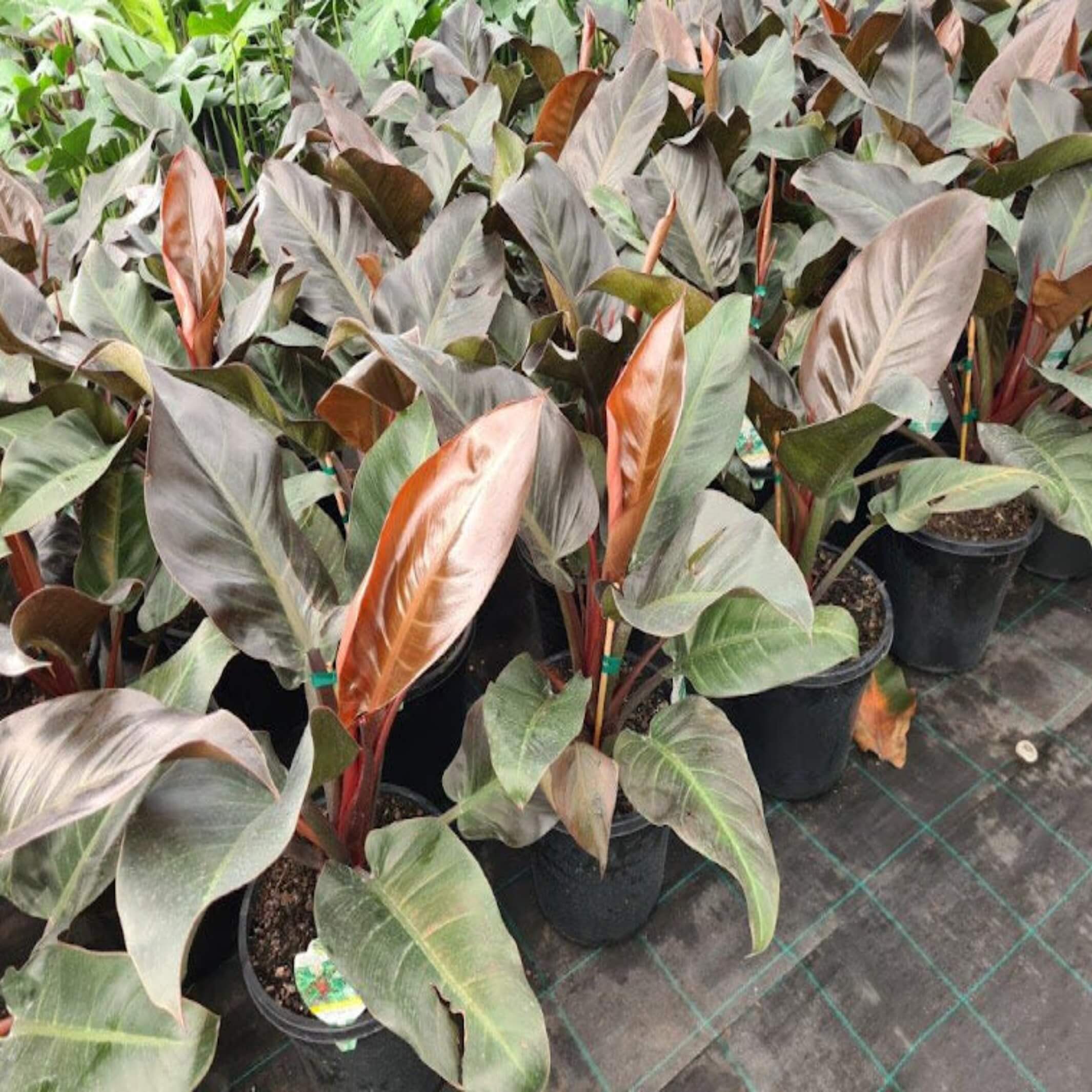 Philodendron 'Imperial Red'- The Australian Plant Shop