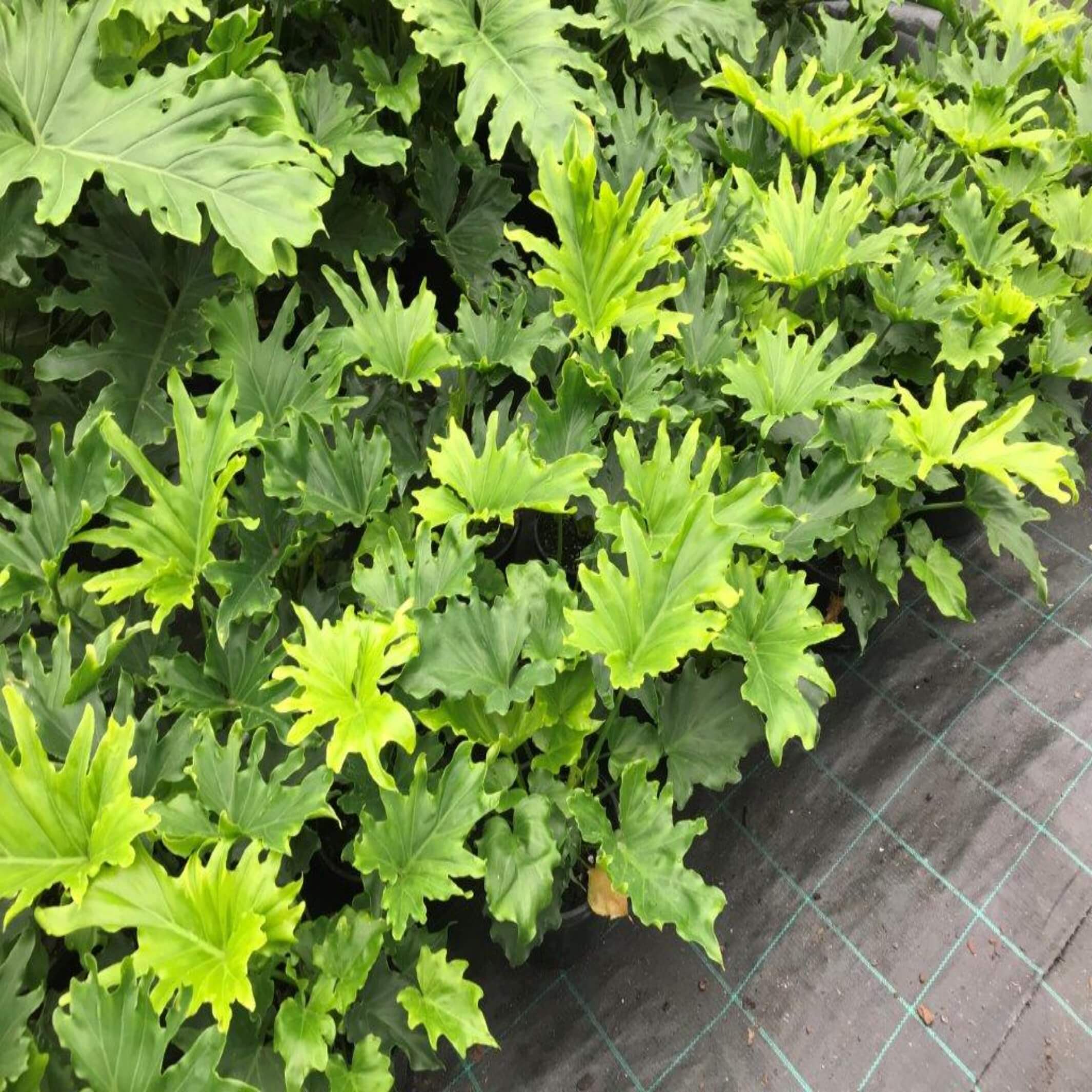 Philodendron 'Lickety Split'- The Australian Plant Shop