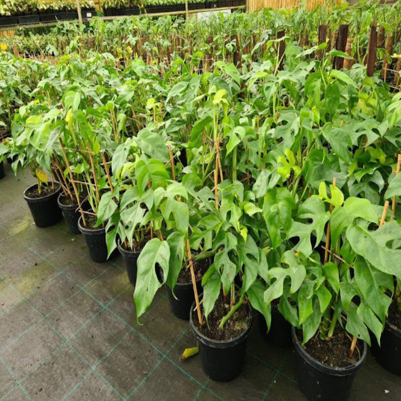 Philodendron 'Minima' - I The Australian Plant Shop