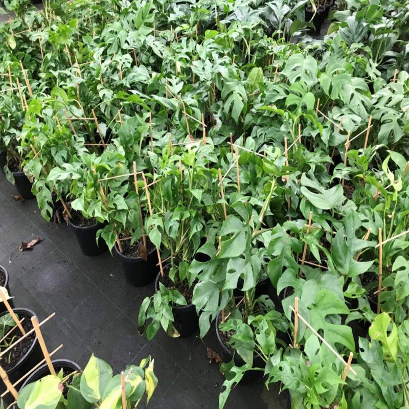 Philodendron 'Minima' - I The Australian Plant Shop