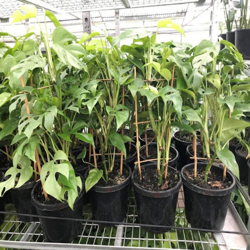 Philodendron 'Minima' - I The Australian Plant Shop