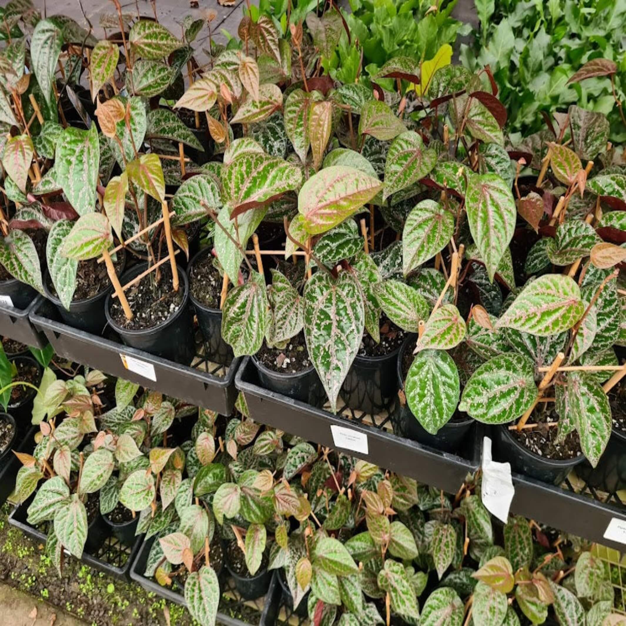 Piper crocatum - I The Australian Plant Shop