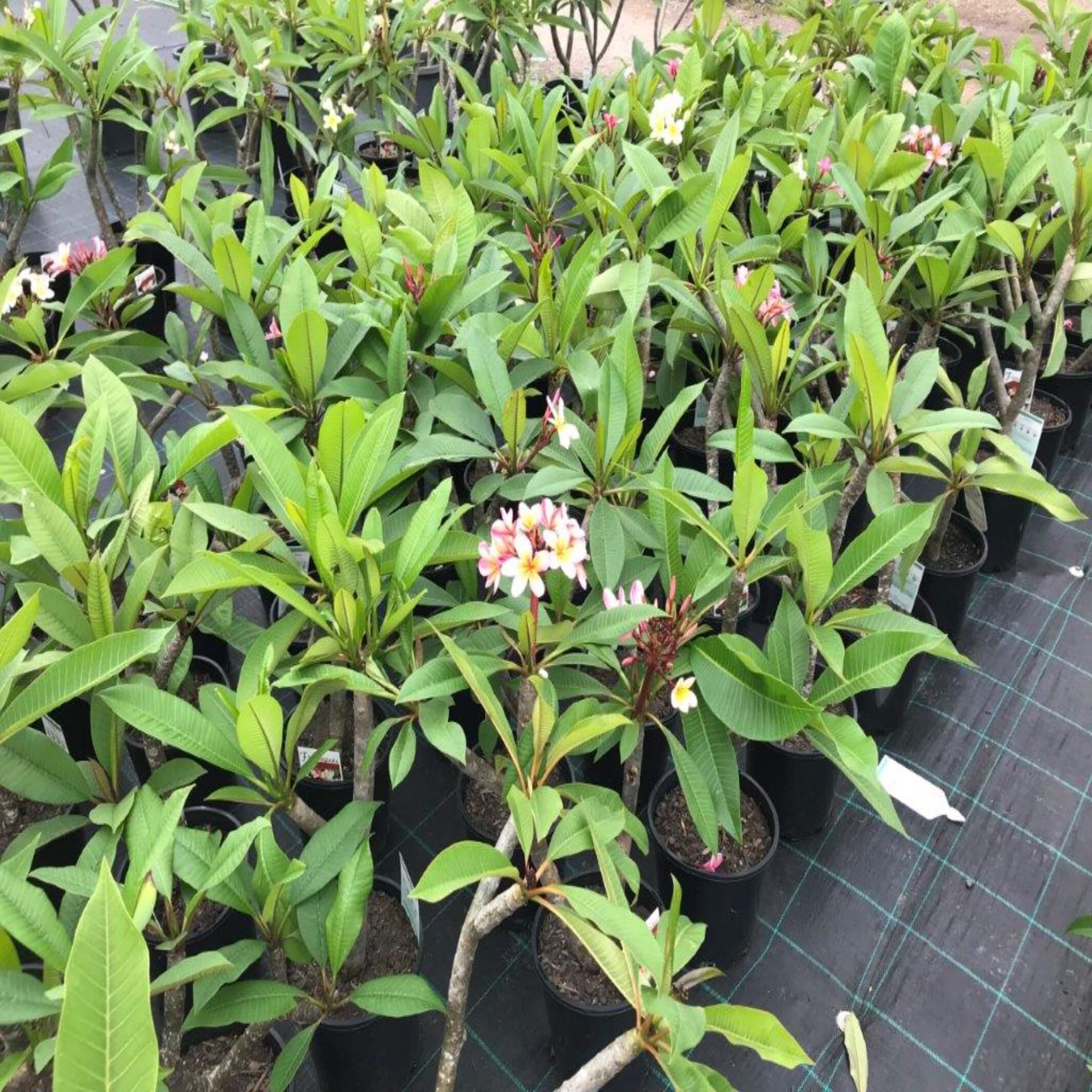 Plumeria Rubra