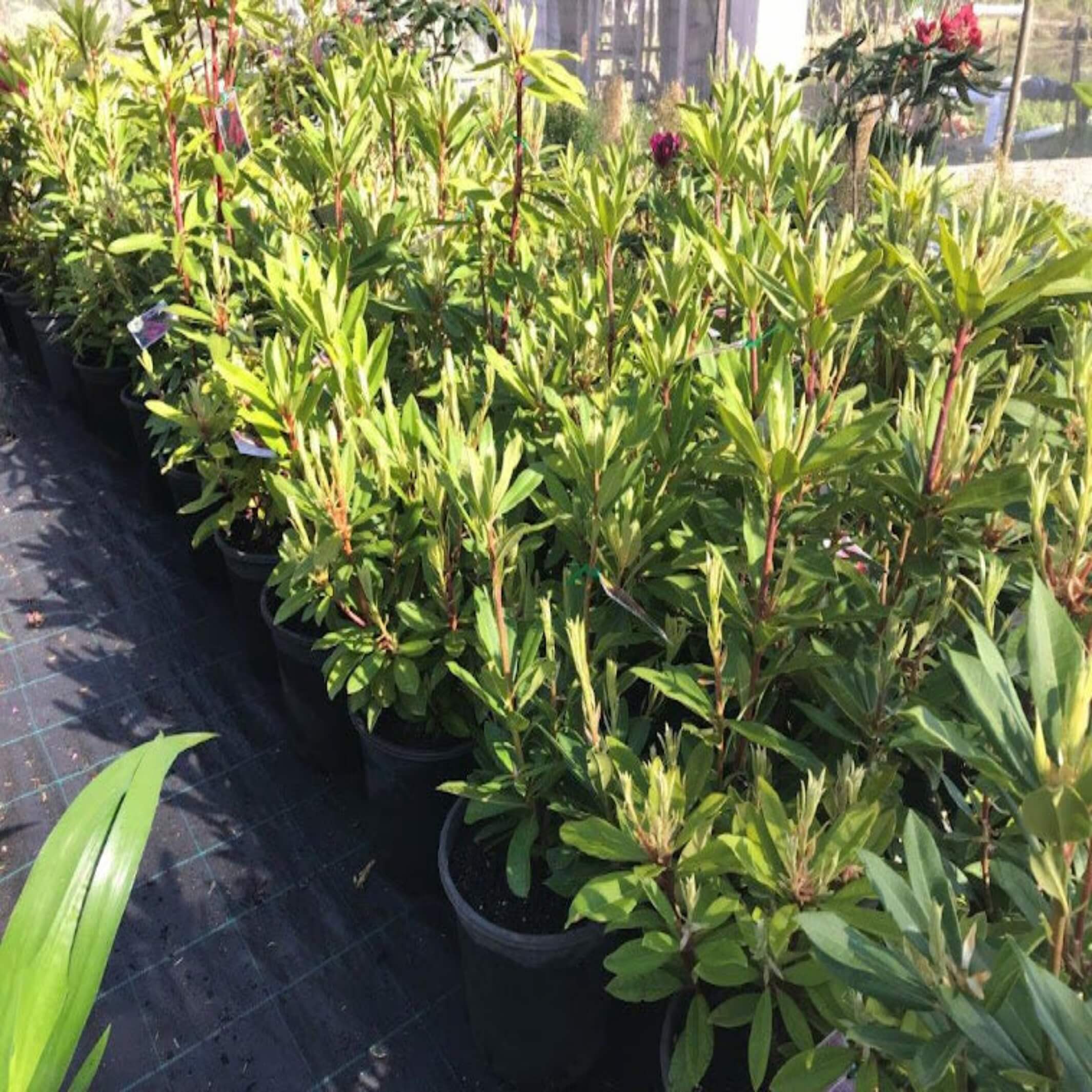 Rhododendron - Mixed - I The Australian Plant Shop